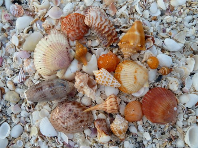 Florida Spiny Jewelbox | i Love Shelling - Part 2