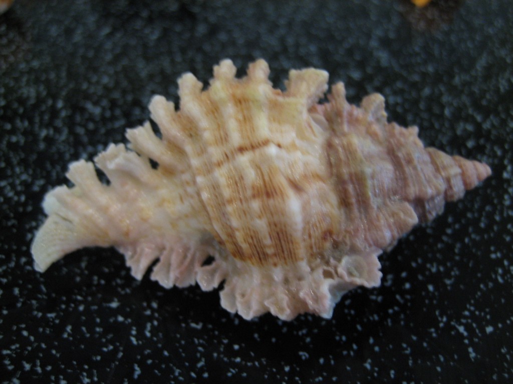 My Keepers From Blind Pass | I Love Shelling