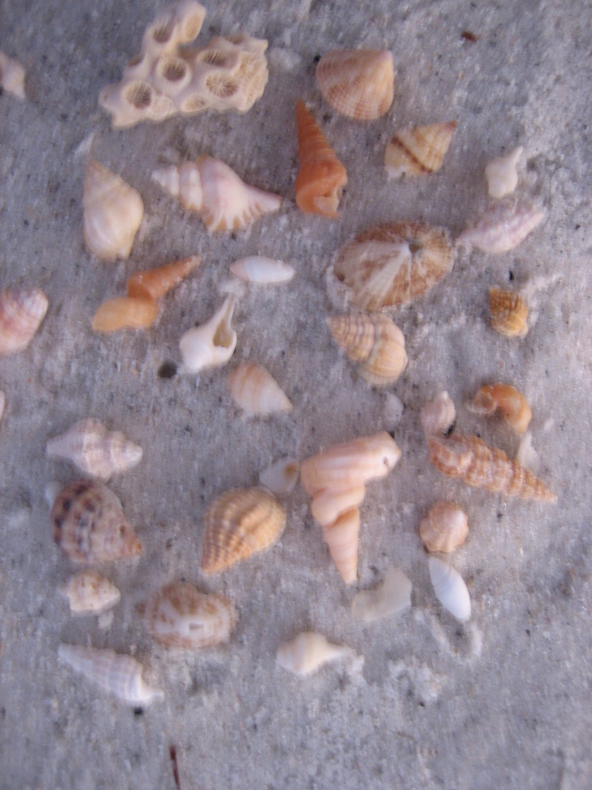 Mini Shells On The Causeway | I Love Shelling