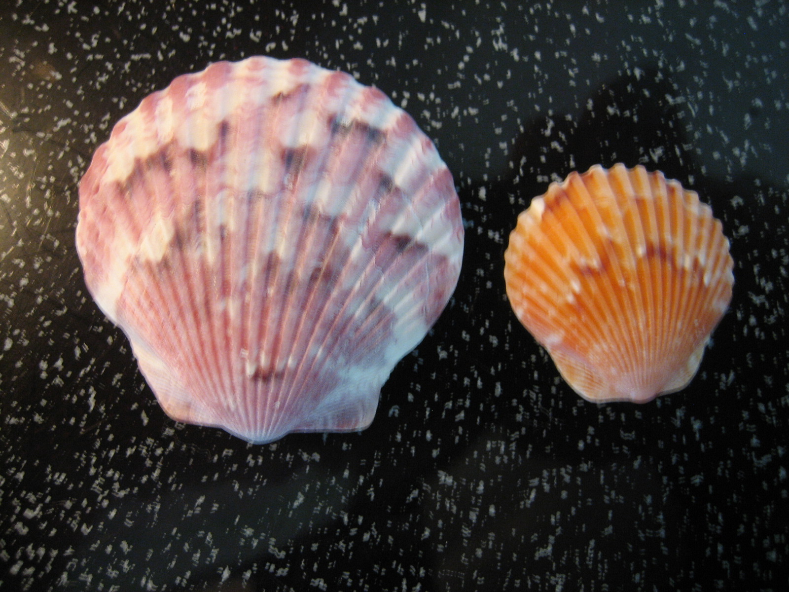 Calico Scallops and Clams | I Love Shelling