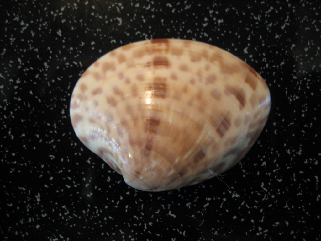 Calico Scallops and Clams | I Love Shelling