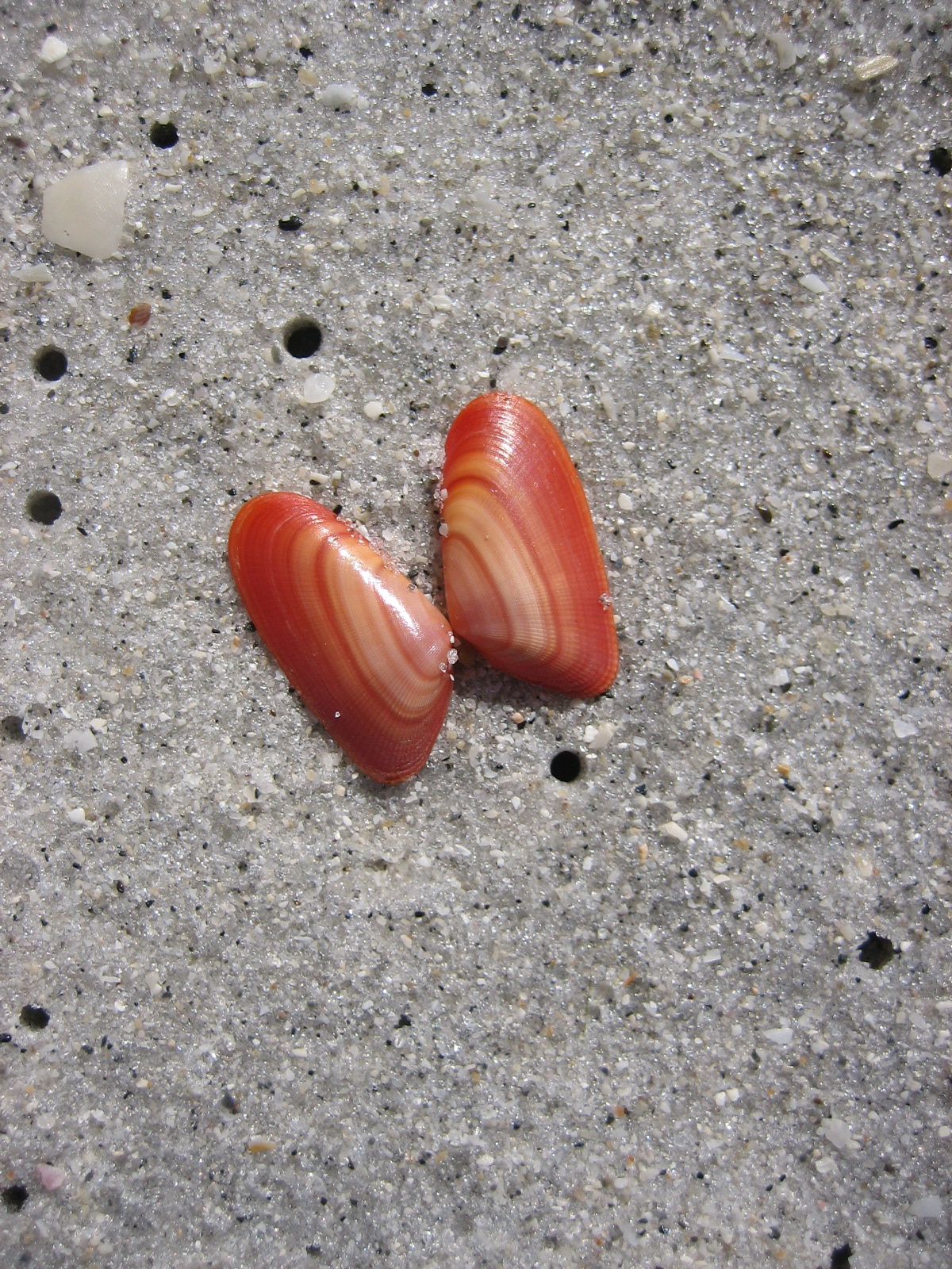 Colorful Coquinas | I Love Shelling