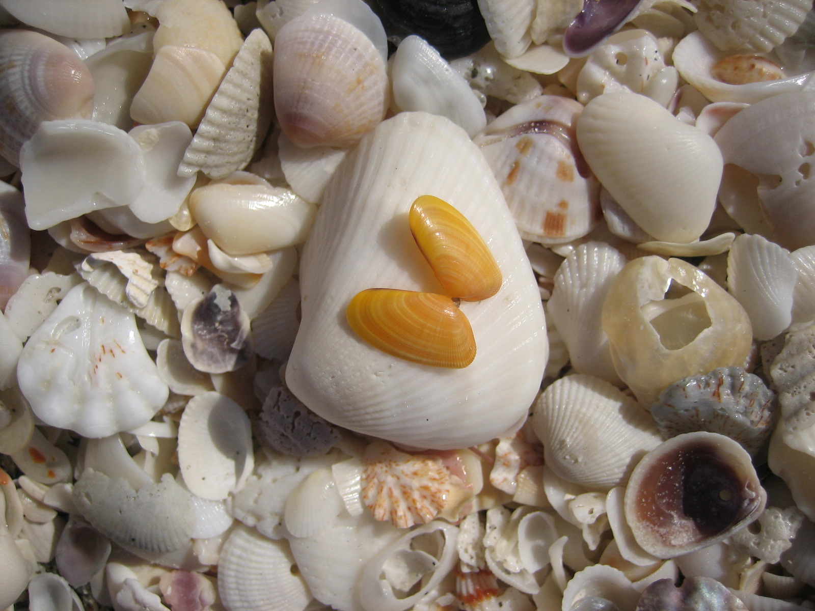 Colorful Coquinas | I Love Shelling
