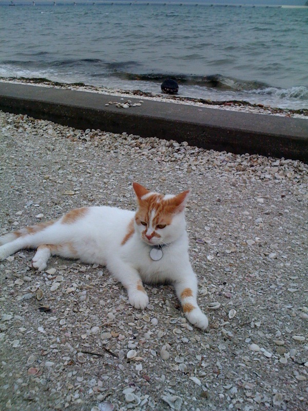 Jane’s kitty Ding | I Love Shelling