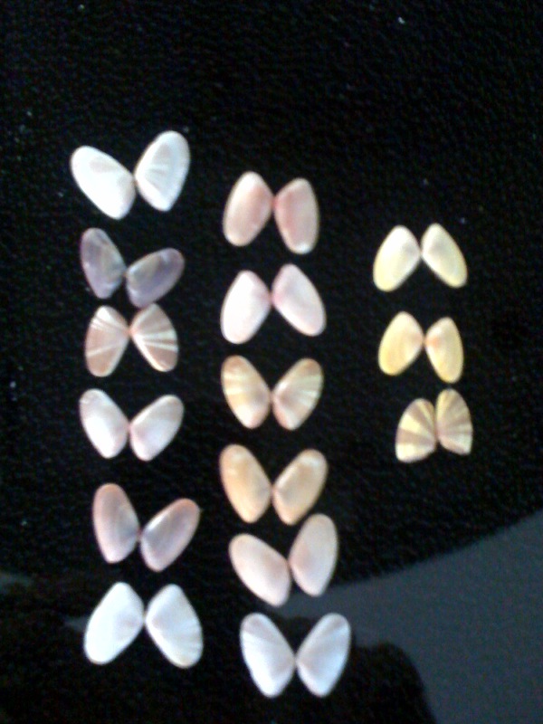 Colorful Coquinas | I Love Shelling