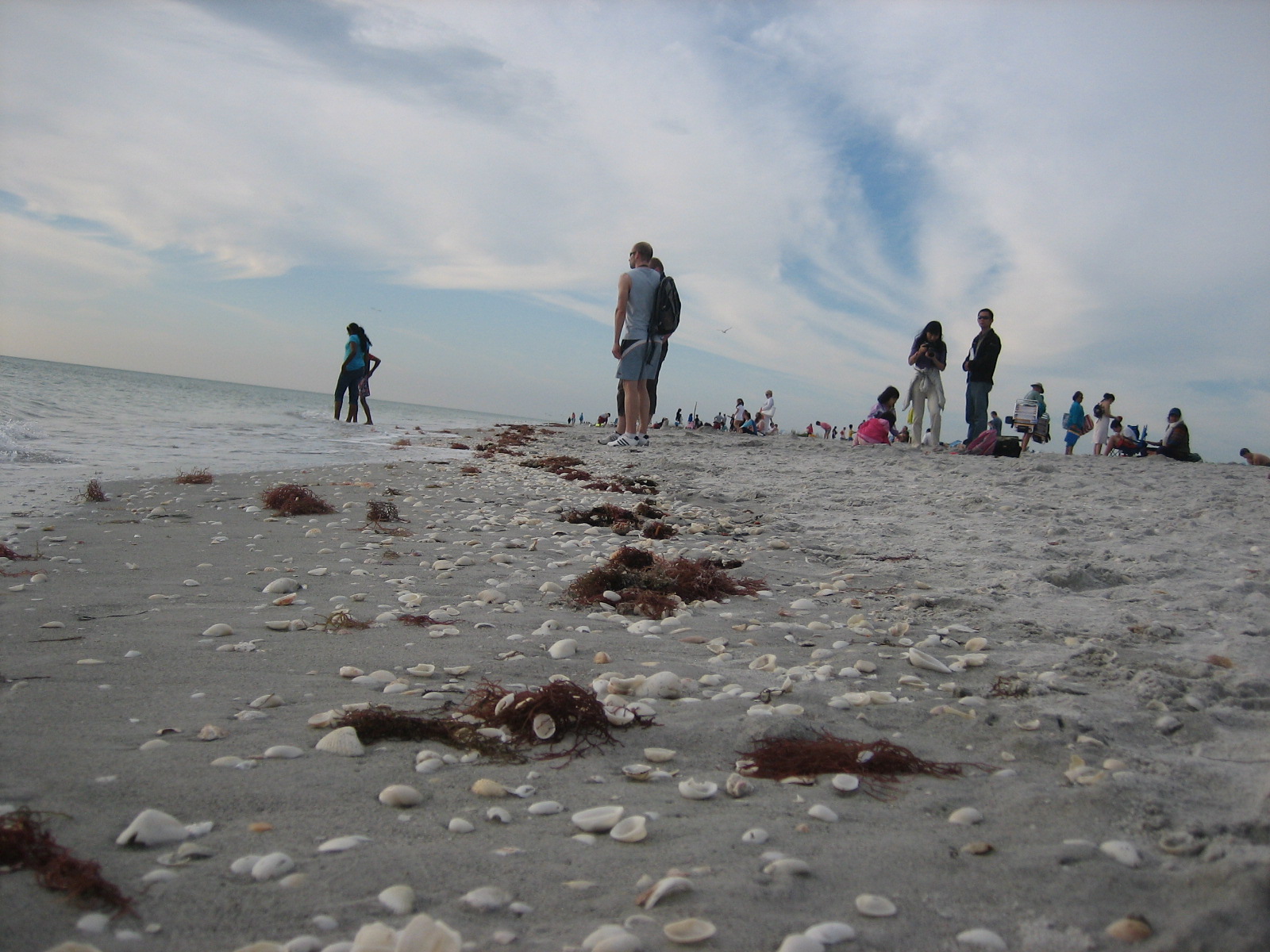 Lots of shell lines | I Love Shelling