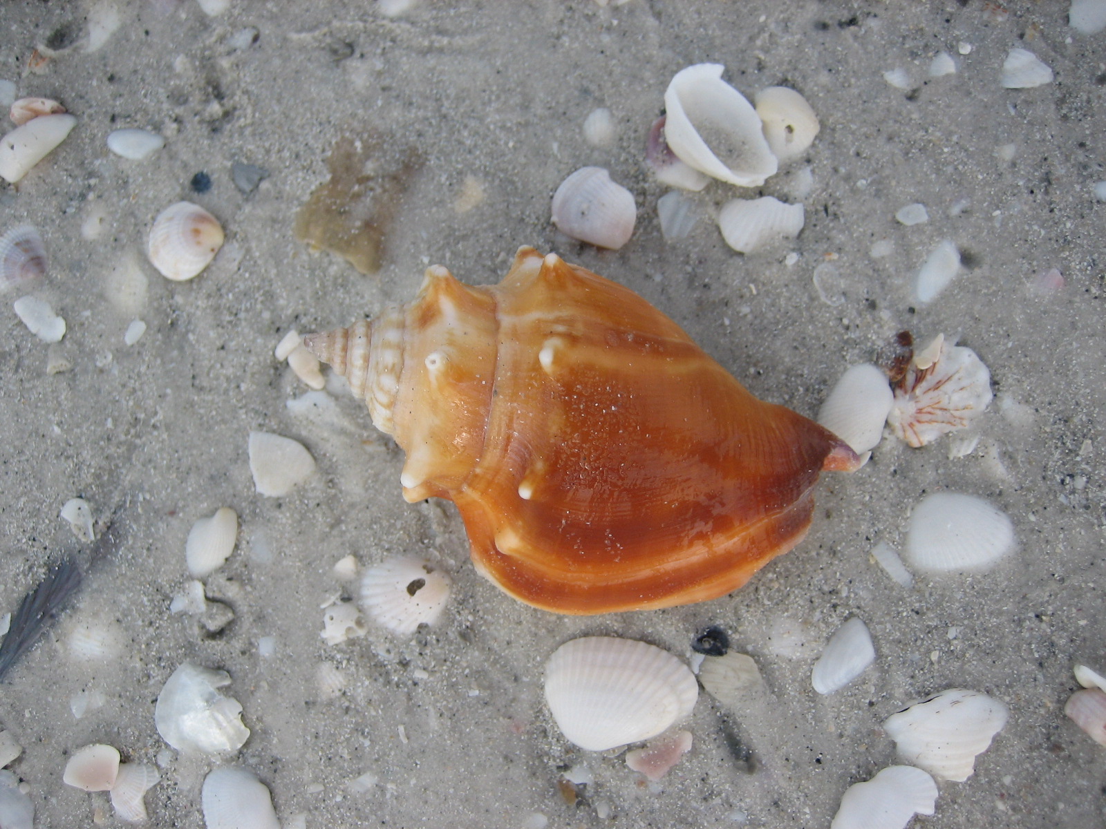 New Year’s Day Photos | I Love Shelling