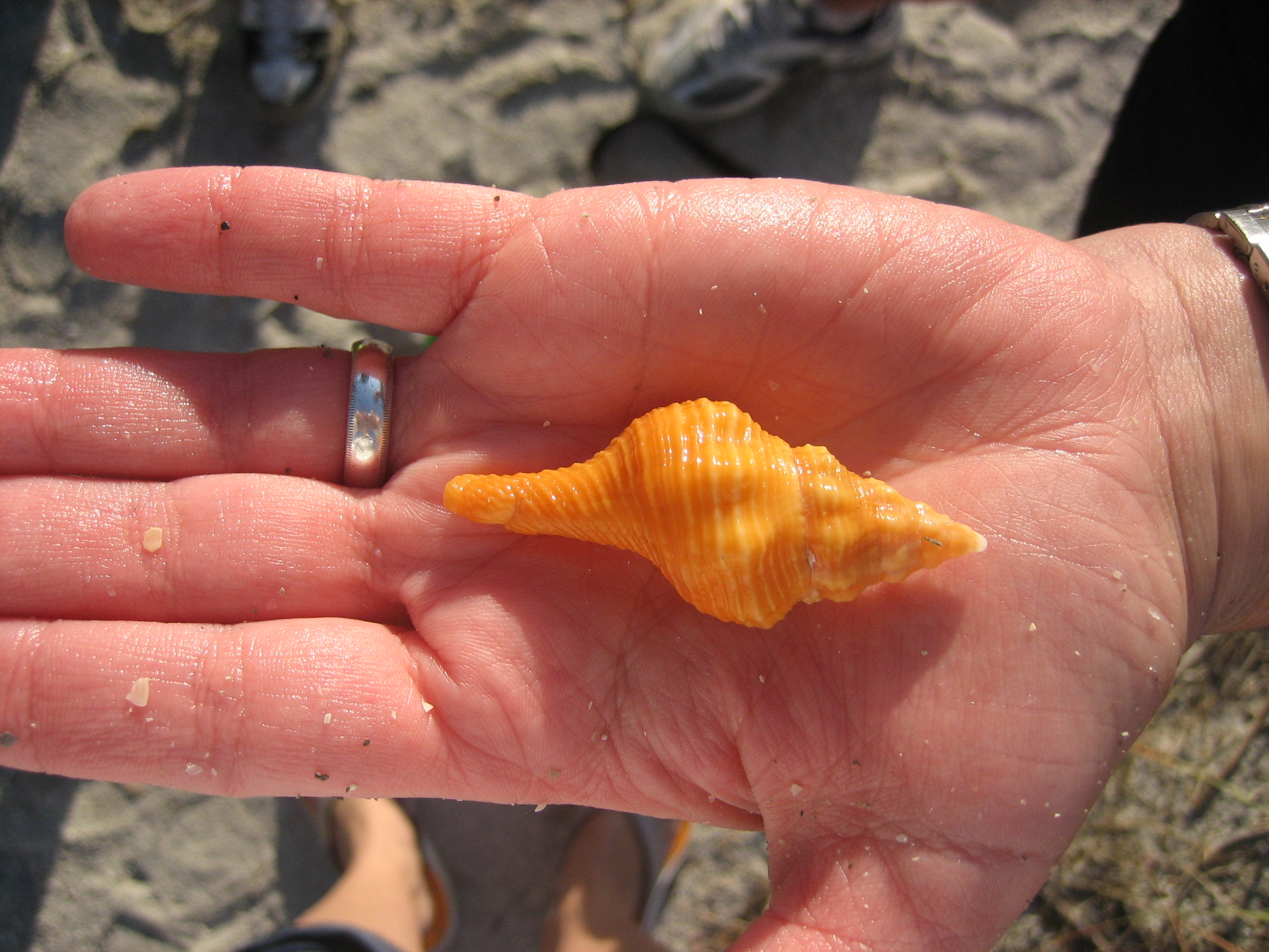 Niki’s Horse Conch | I Love Shelling
