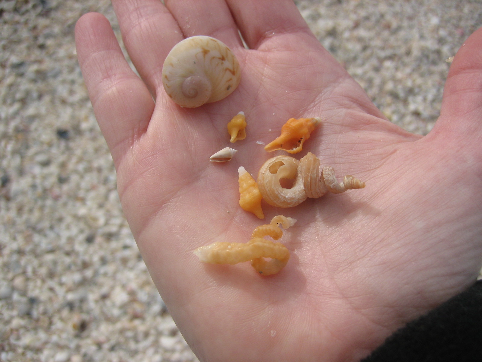 Candy at Blind Pass! | I Love Shelling