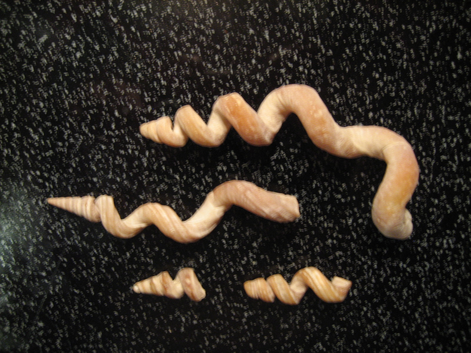 Worm Shells at Casa Ybel | I Love Shelling