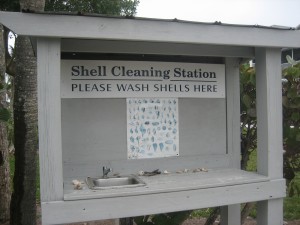 Jingle Shells at Casa Ybel | I Love Shelling