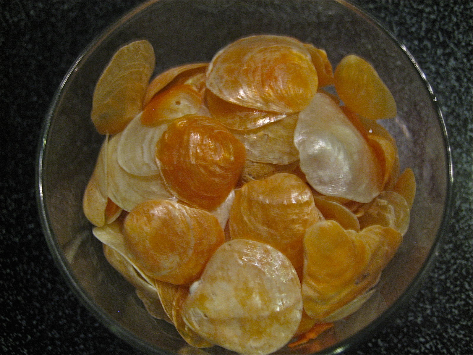 Jingle Shells at Casa Ybel | I Love Shelling