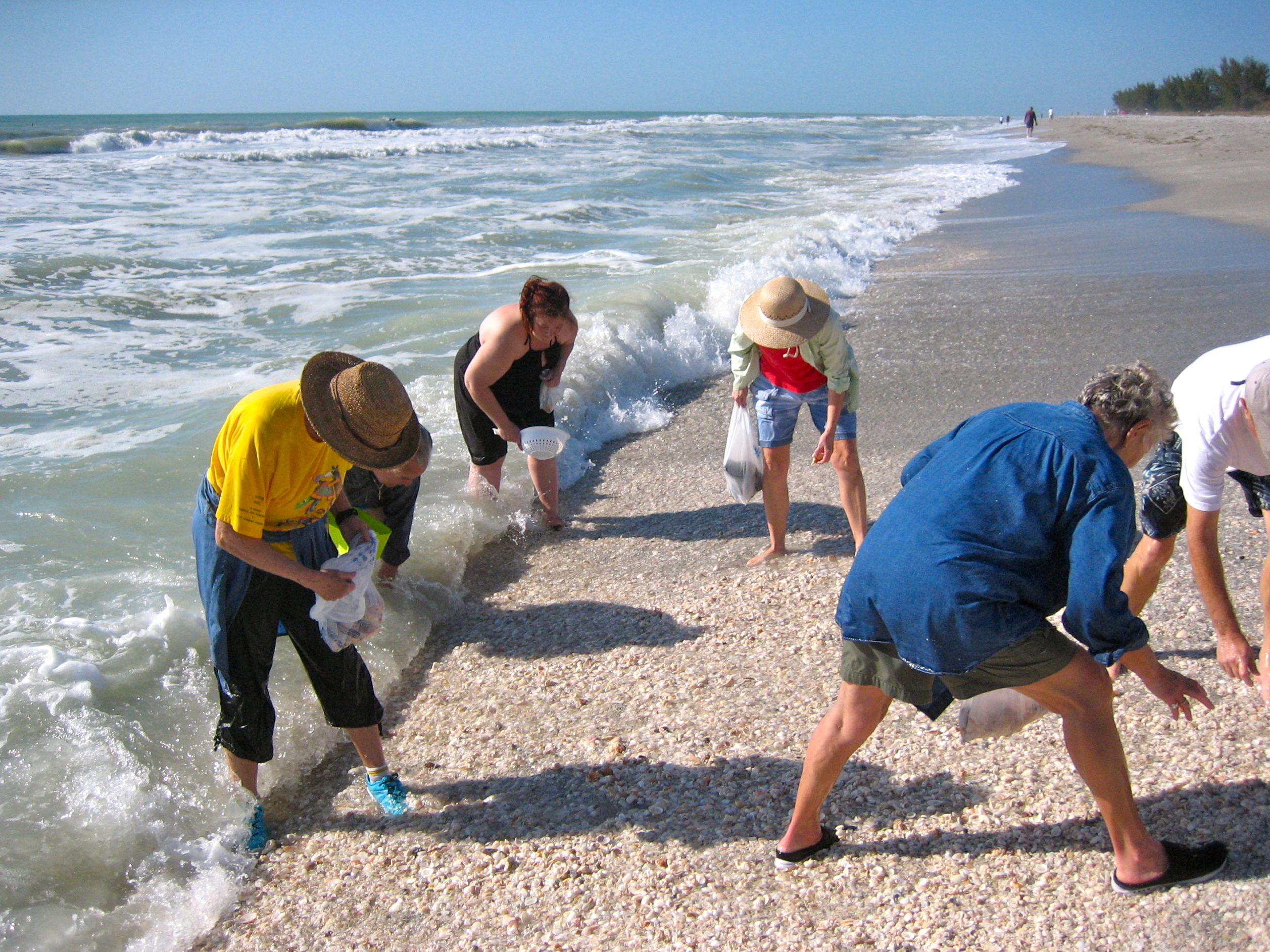Ready. Set. Get Shelling! | I Love Shelling