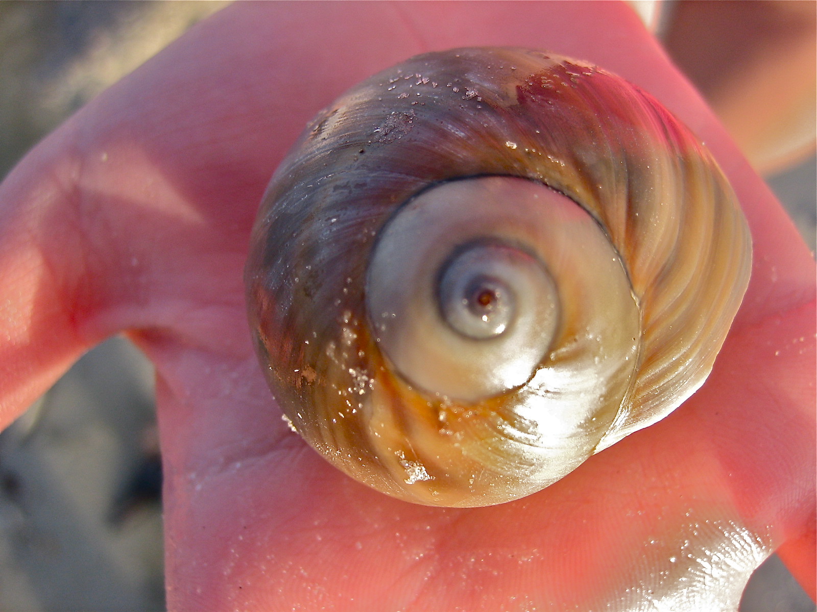 Sanibel Shark Week… Featuring The Shark Eye Shell | I Love Shelling