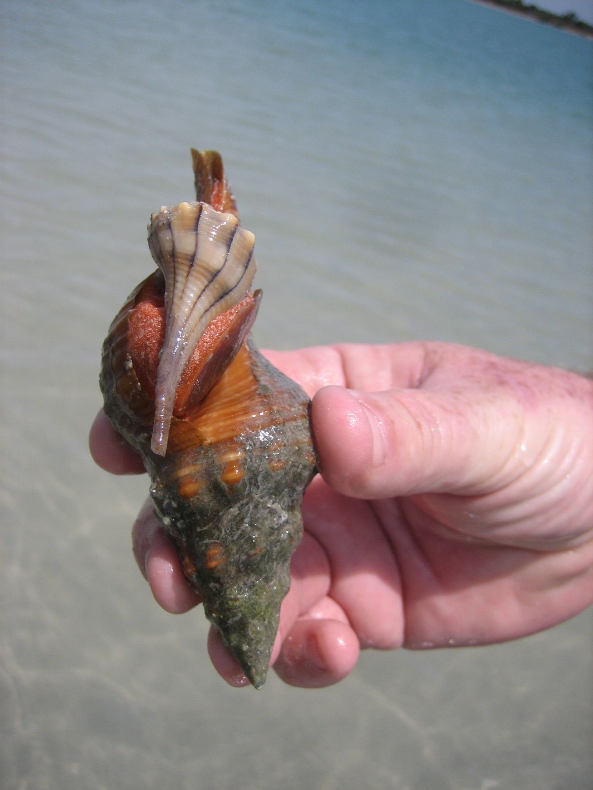 Feeding Frenzy | I Love Shelling