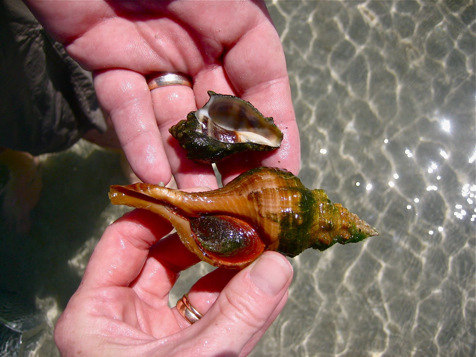 Feeding Frenzy | I Love Shelling