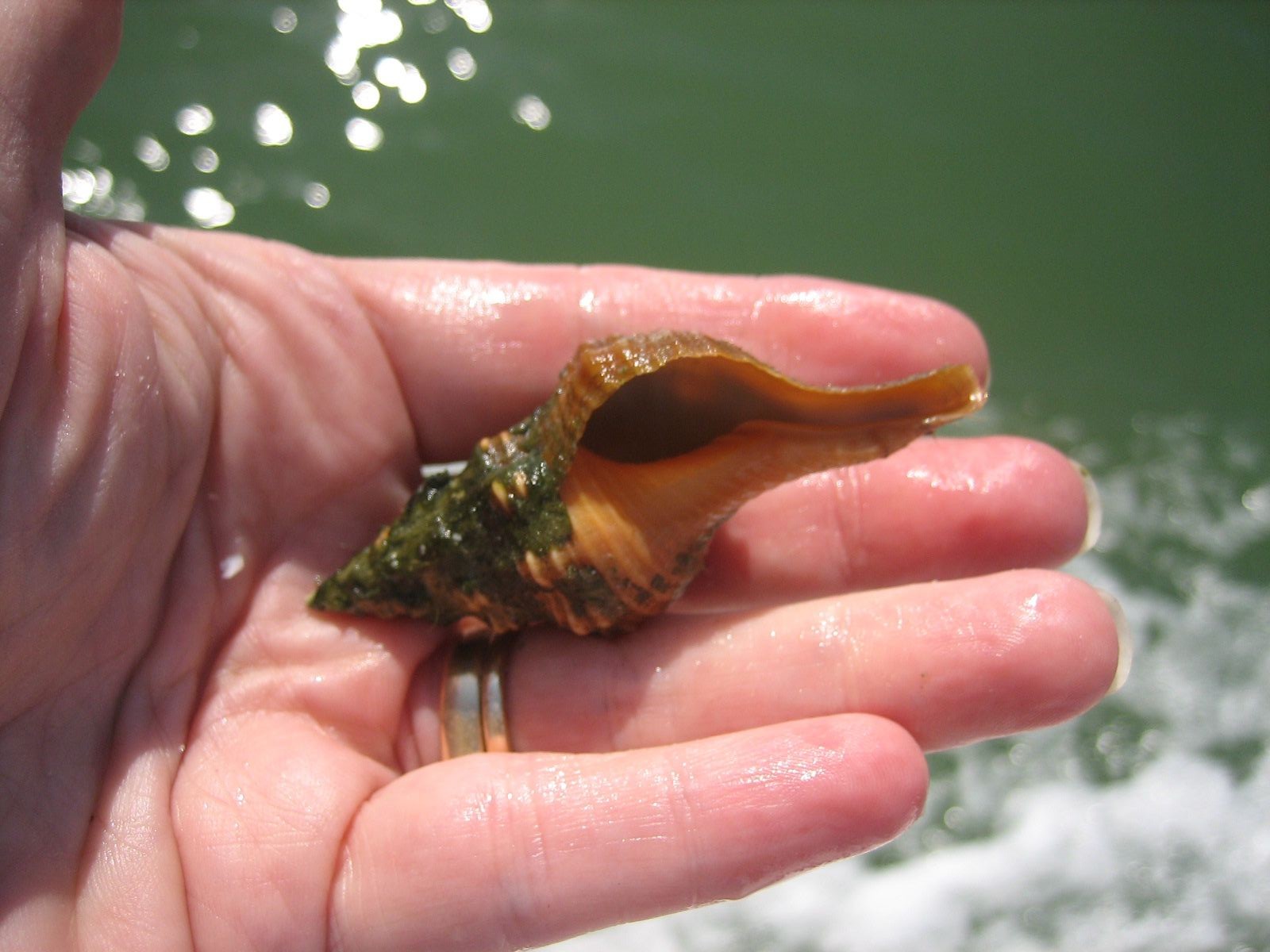 Feeding Frenzy | I Love Shelling