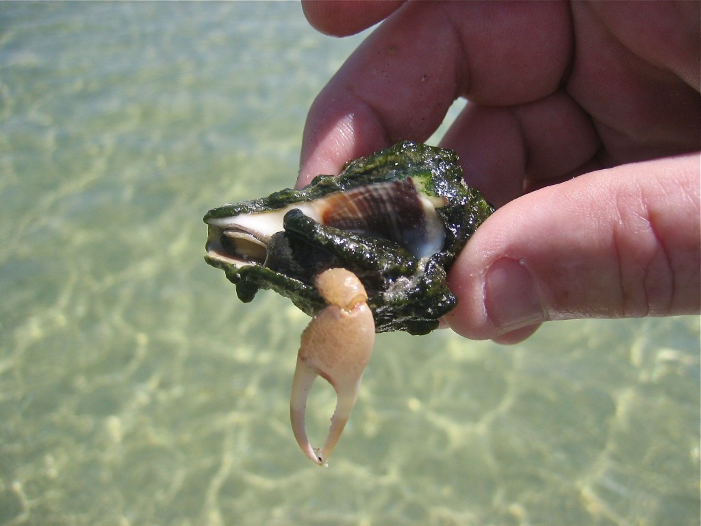 Life Cycle Of The Kings Crowns- Egg Hatching to Down The Hatch | I Love ...