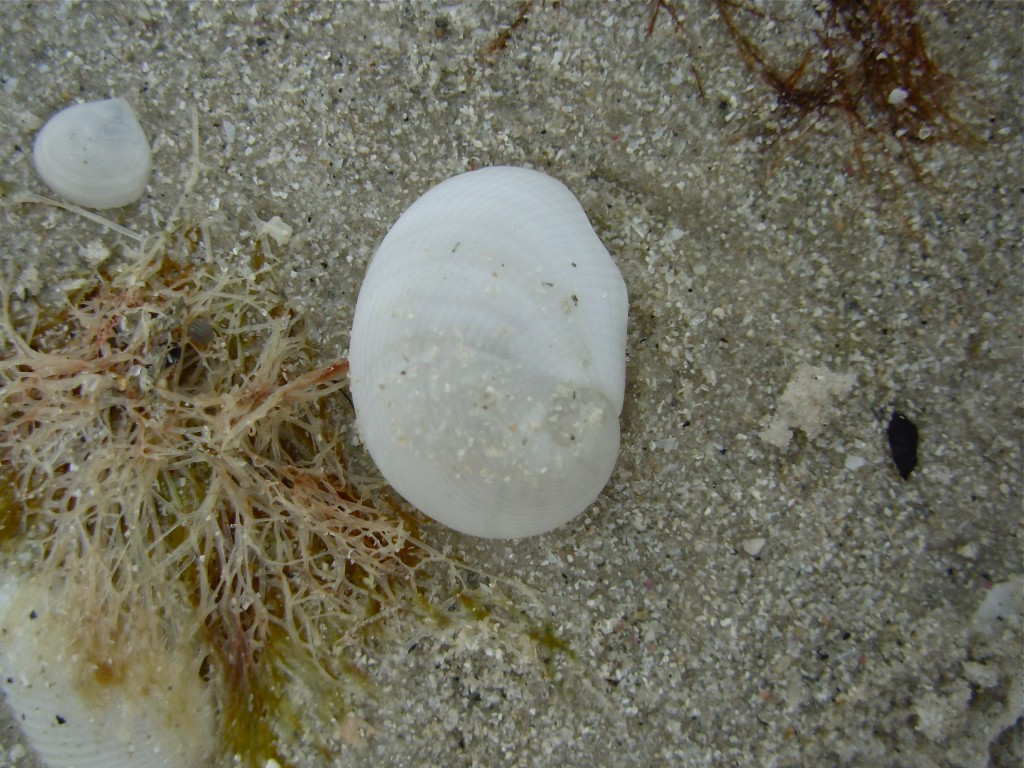 Q-Tip for the Baby’s Ear | I Love Shelling