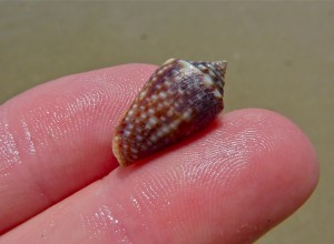 Mixed Shell Bag | I Love Shelling