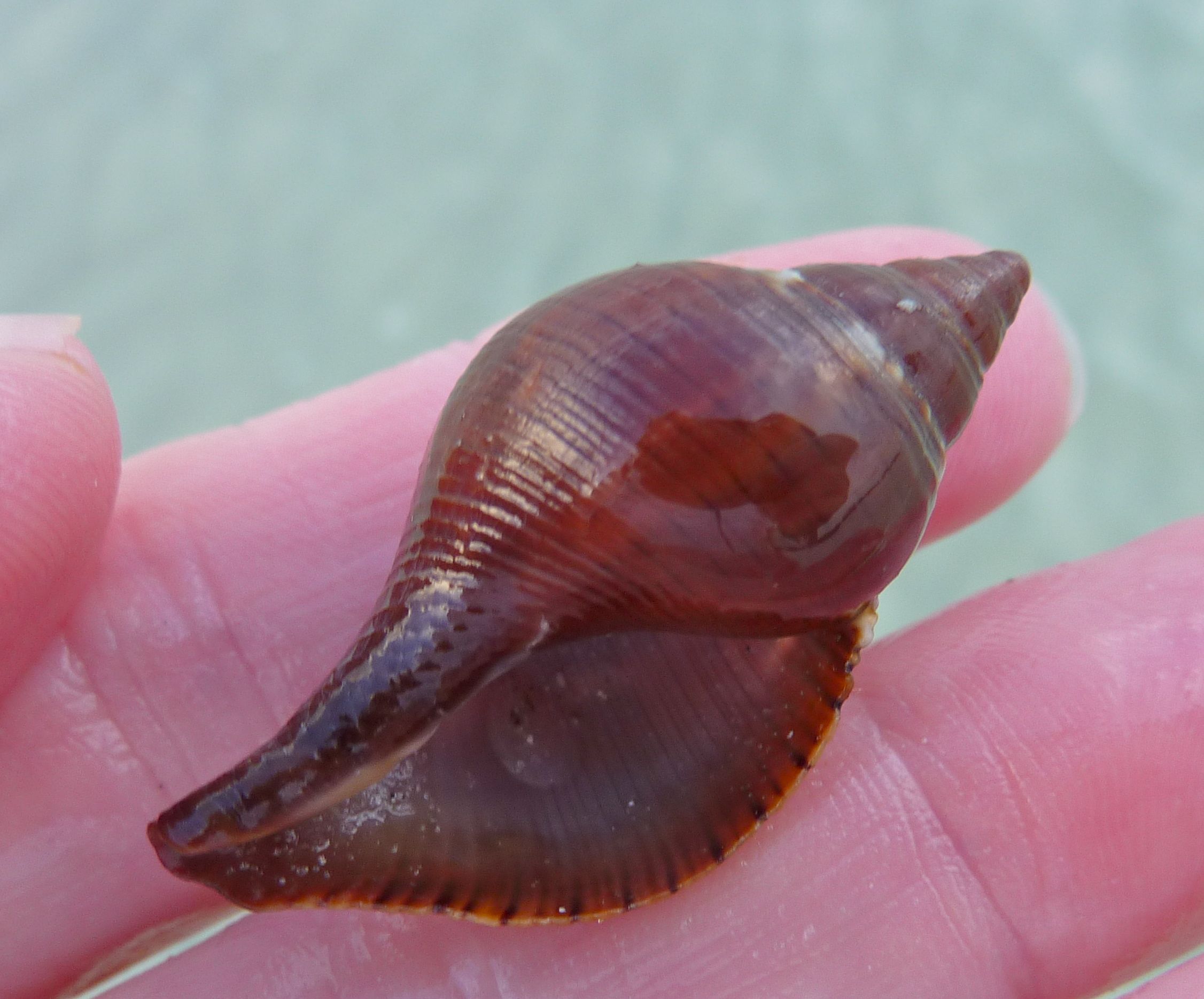 Beautiful True Tulip | I Love Shelling