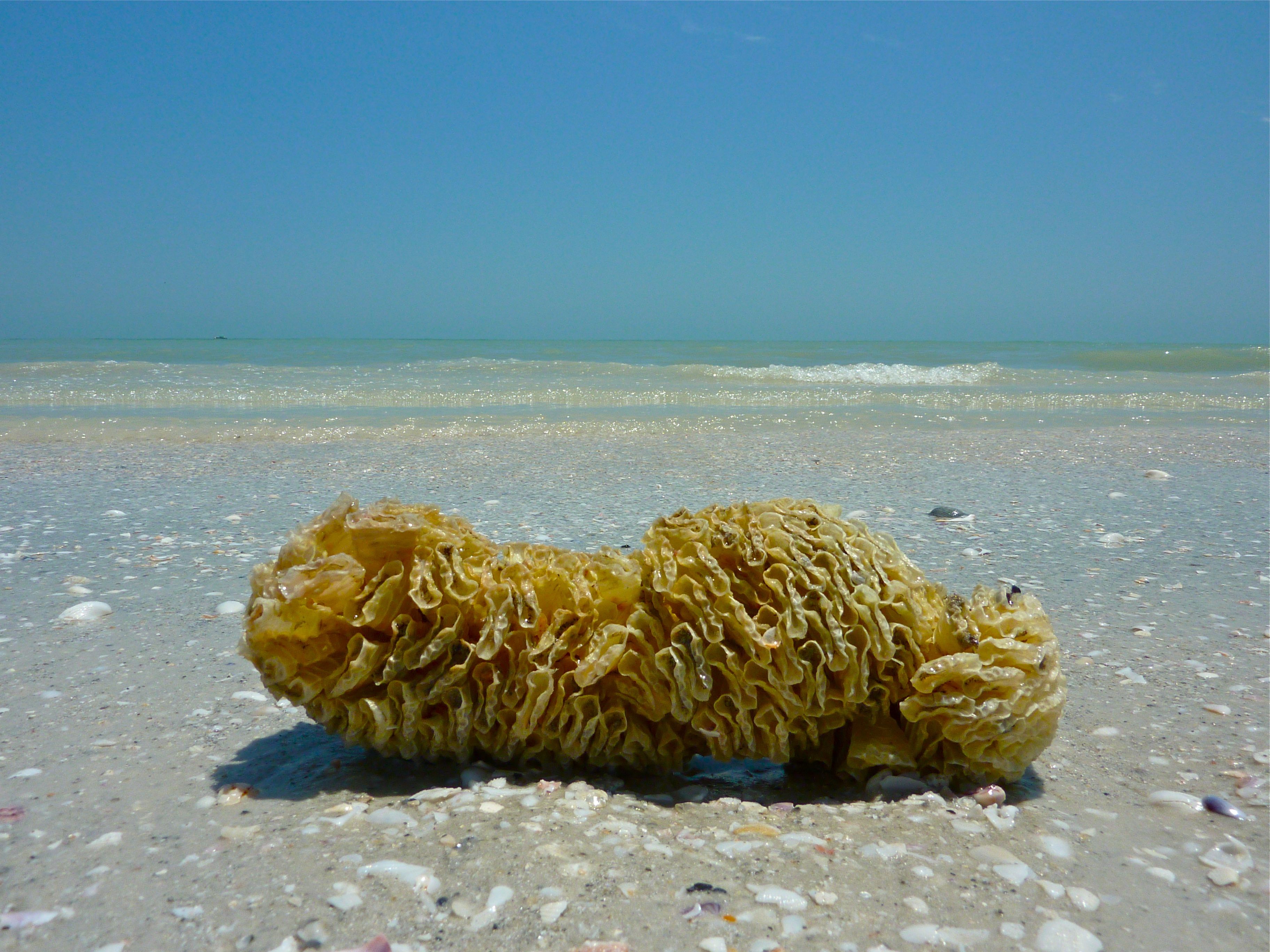 Horse Conch Egg Case | I Love Shelling