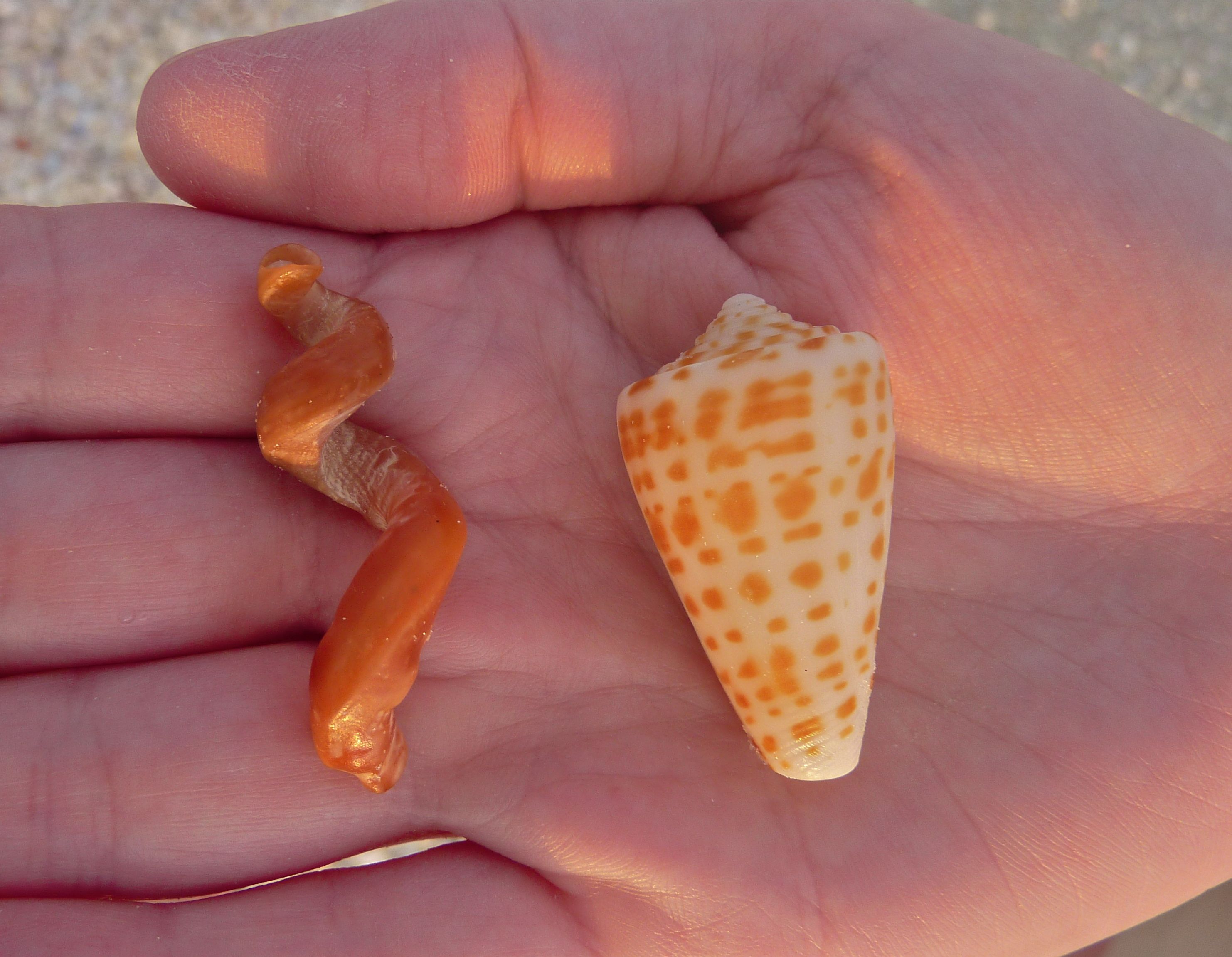 The Candy Man | I Love Shelling