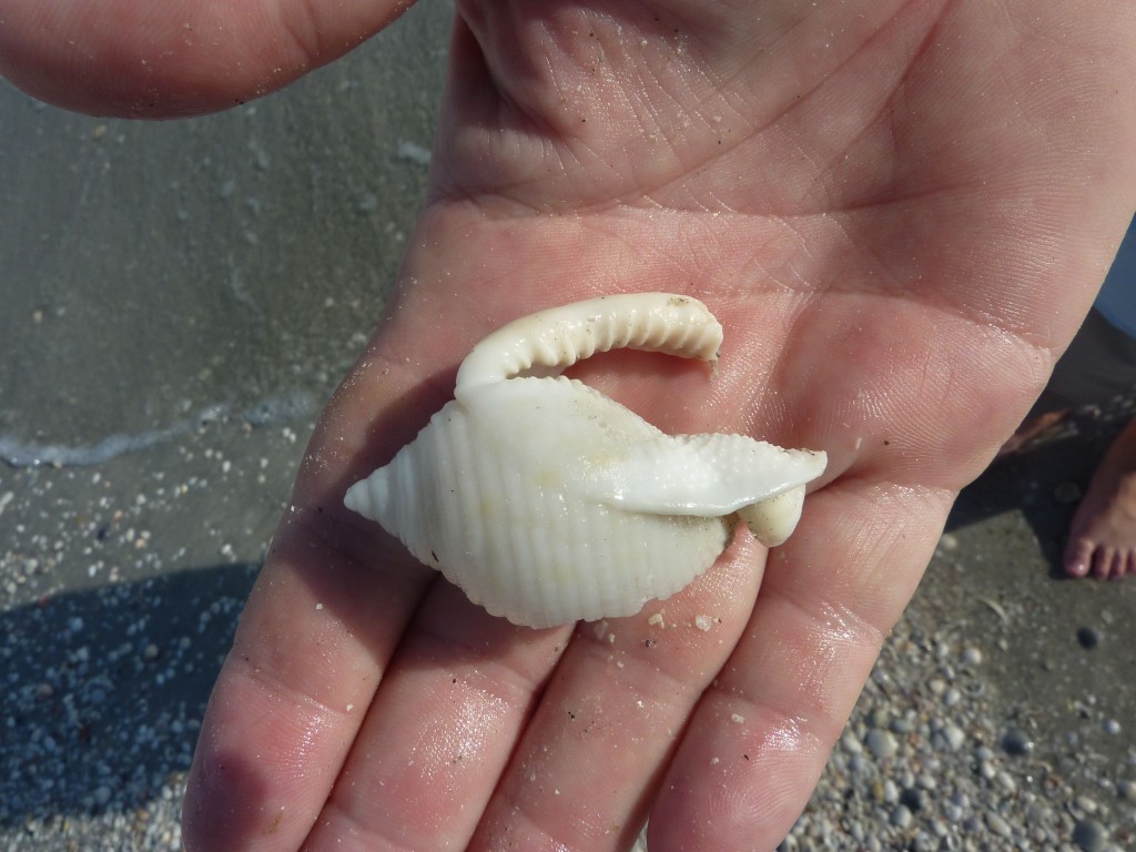 Sand Dollar Heaven | I Love Shelling