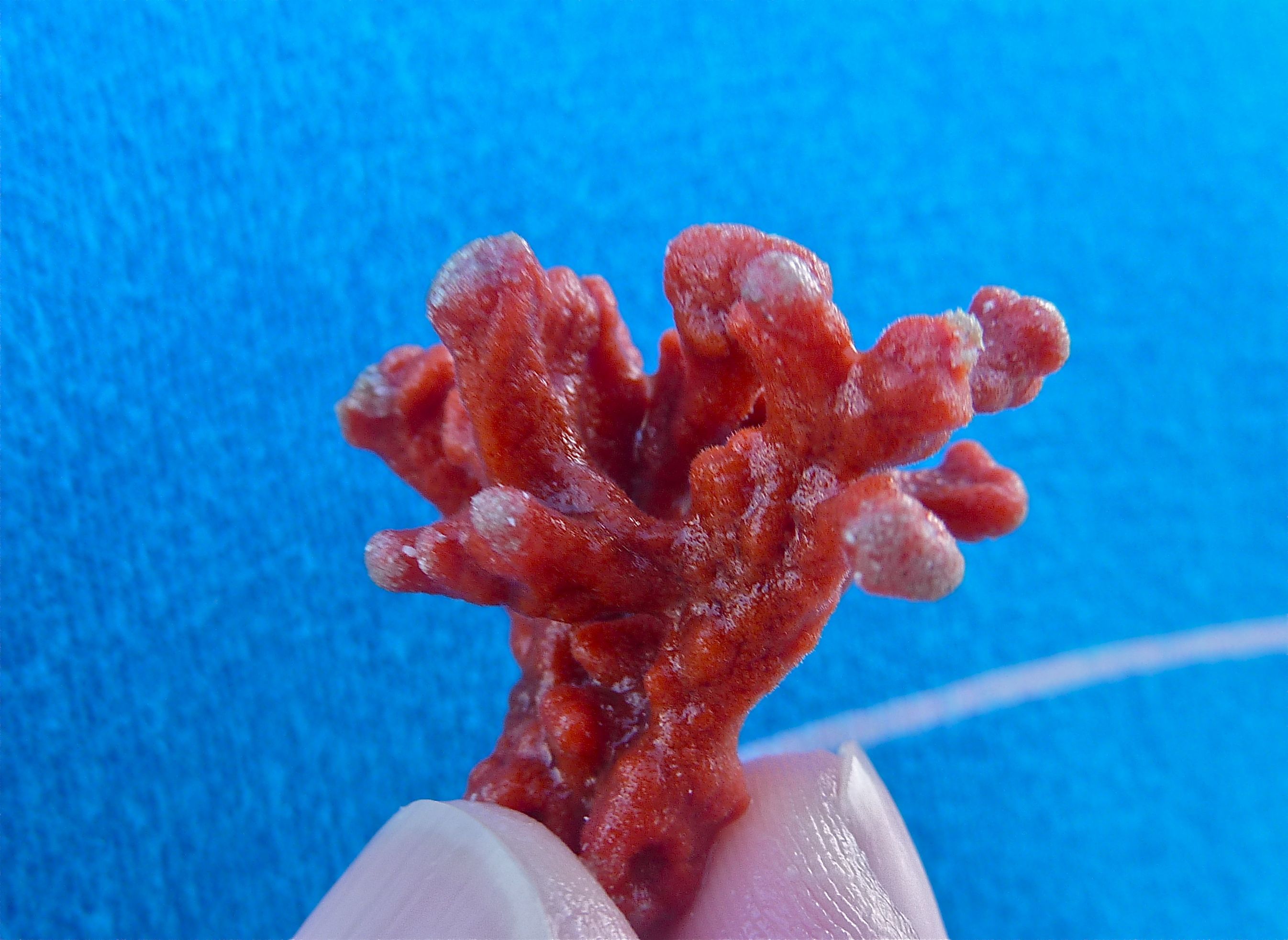 Red Branch Coral? | I Love Shelling