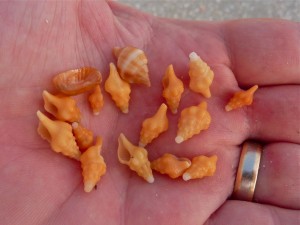 The Candy Man | I Love Shelling