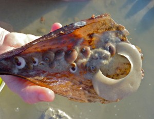 Sanibel Shark Week… Featuring The Shark Eye Shell | I Love Shelling