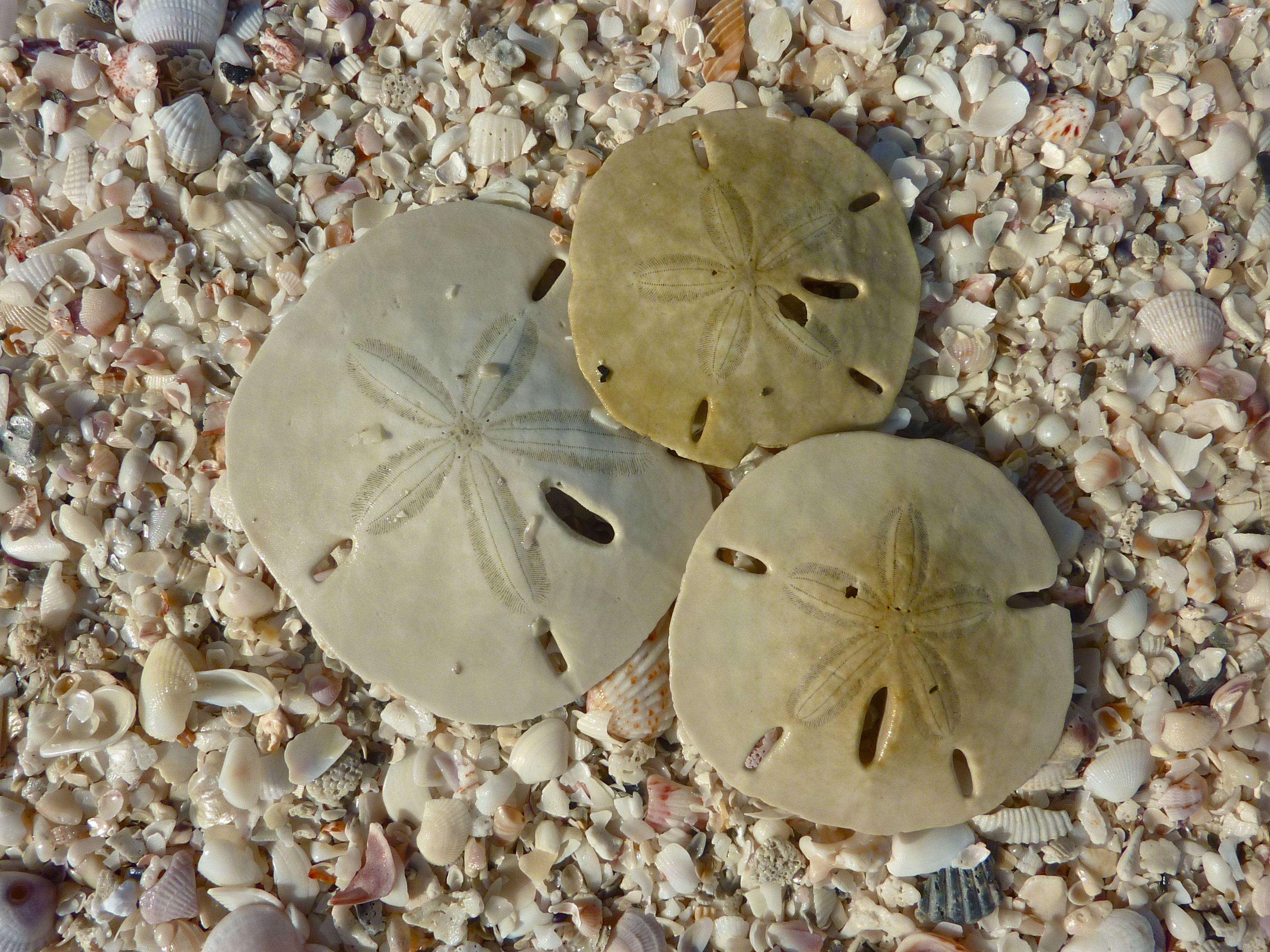 Sand Dollar Heaven | I Love Shelling