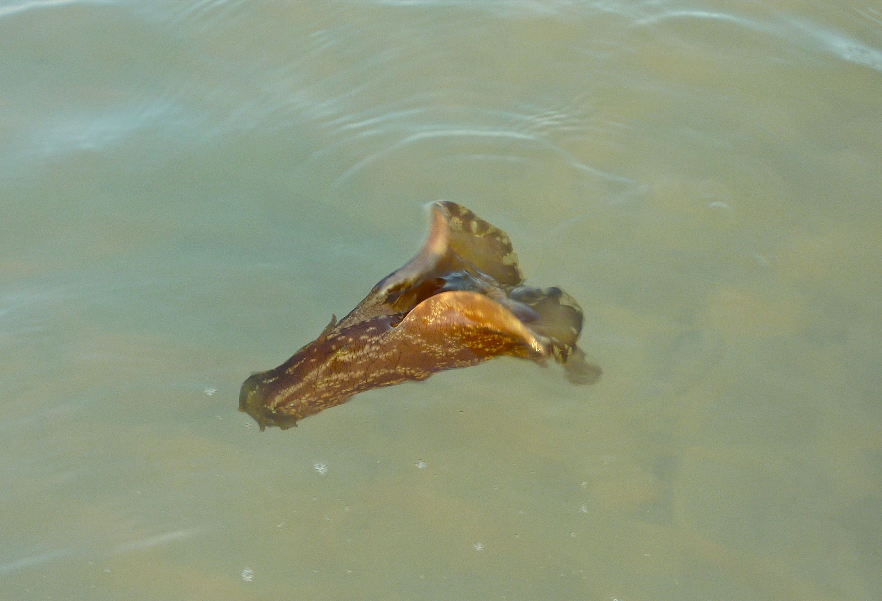 See a Sea Hare (Video) | I Love Shelling