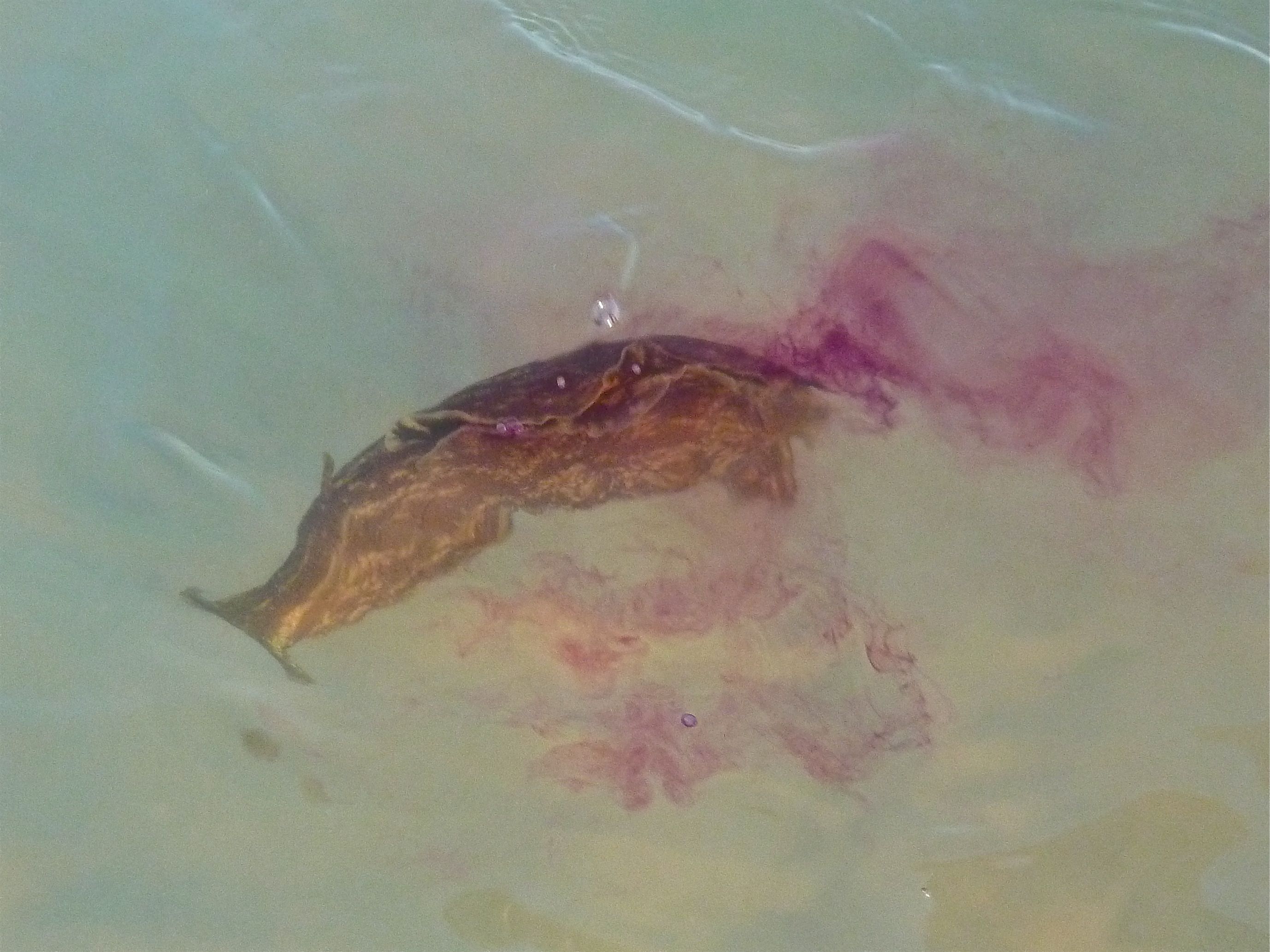 See a Sea Hare (Video) | I Love Shelling