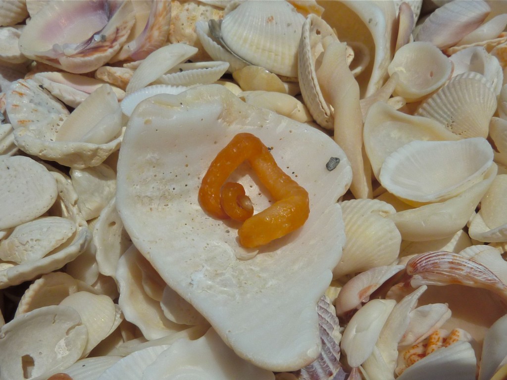 Shelling on South Seas Island Resort | I Love Shelling