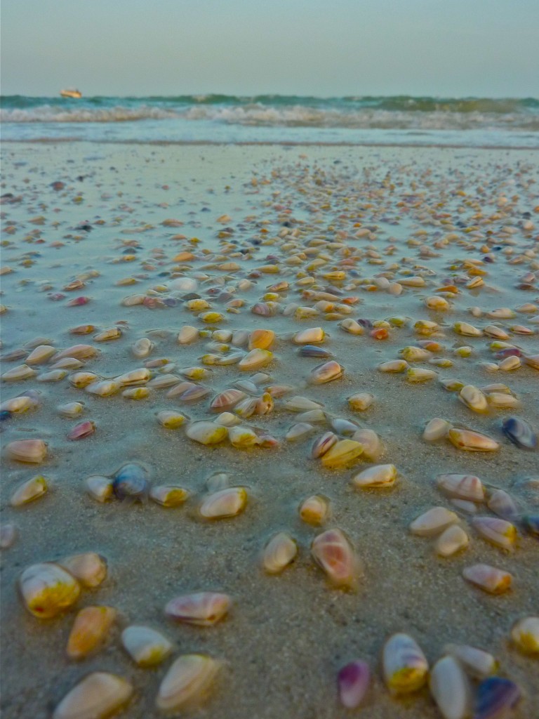 Colorful Coquinas | I Love Shelling