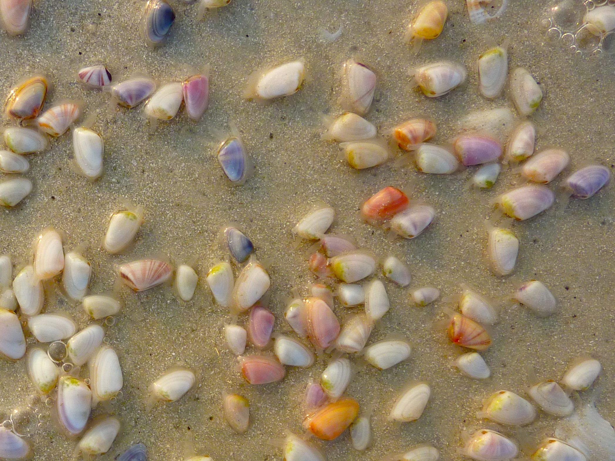Colorful Coquinas | I Love Shelling