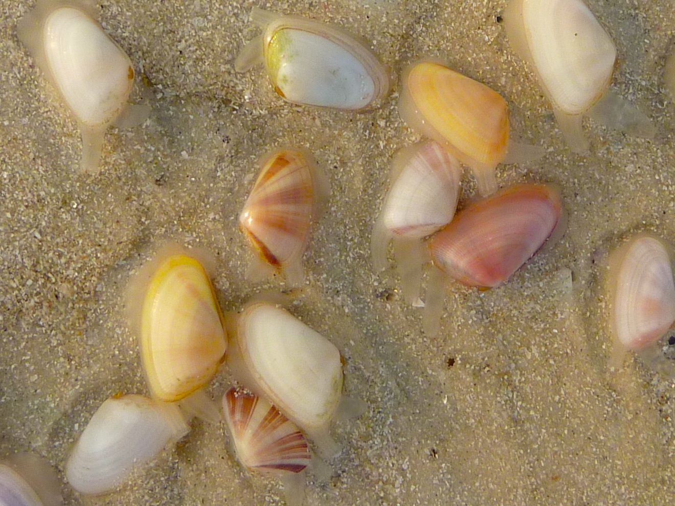 Colorful Coquinas | I Love Shelling