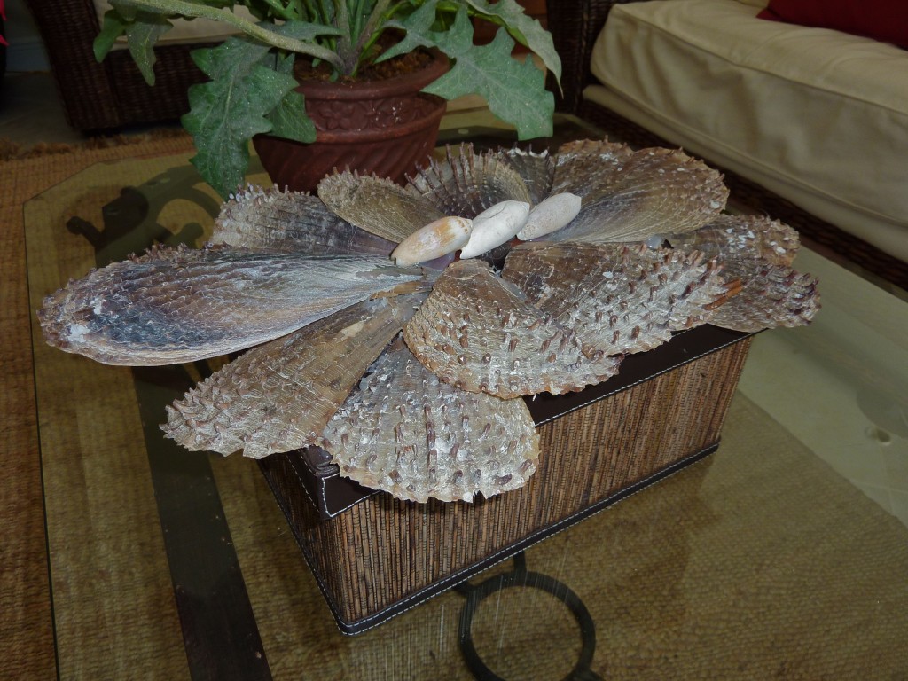 She Decorates with Seashells | I Love Shelling