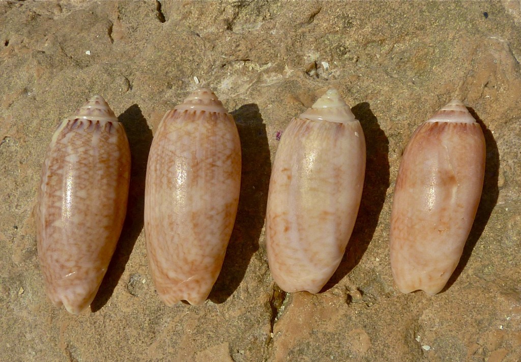 Shelling on South Seas Island Resort | I Love Shelling