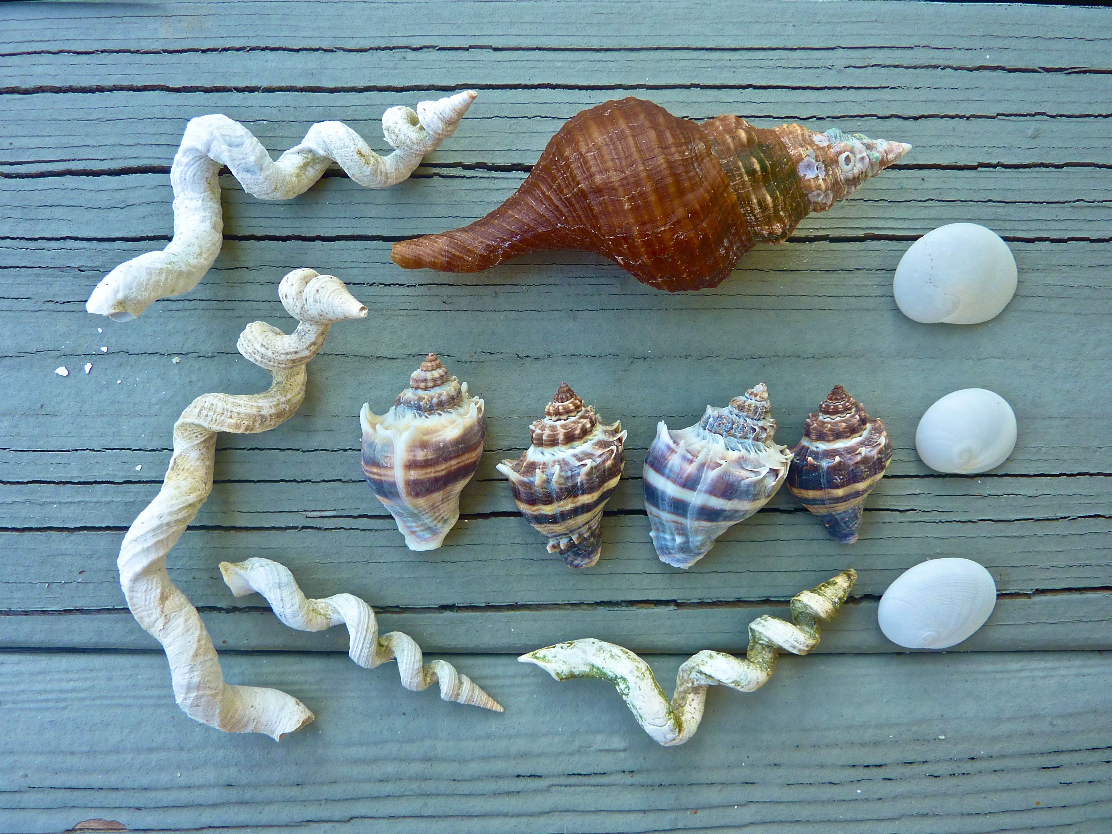 Boating to Out Islands | I Love Shelling