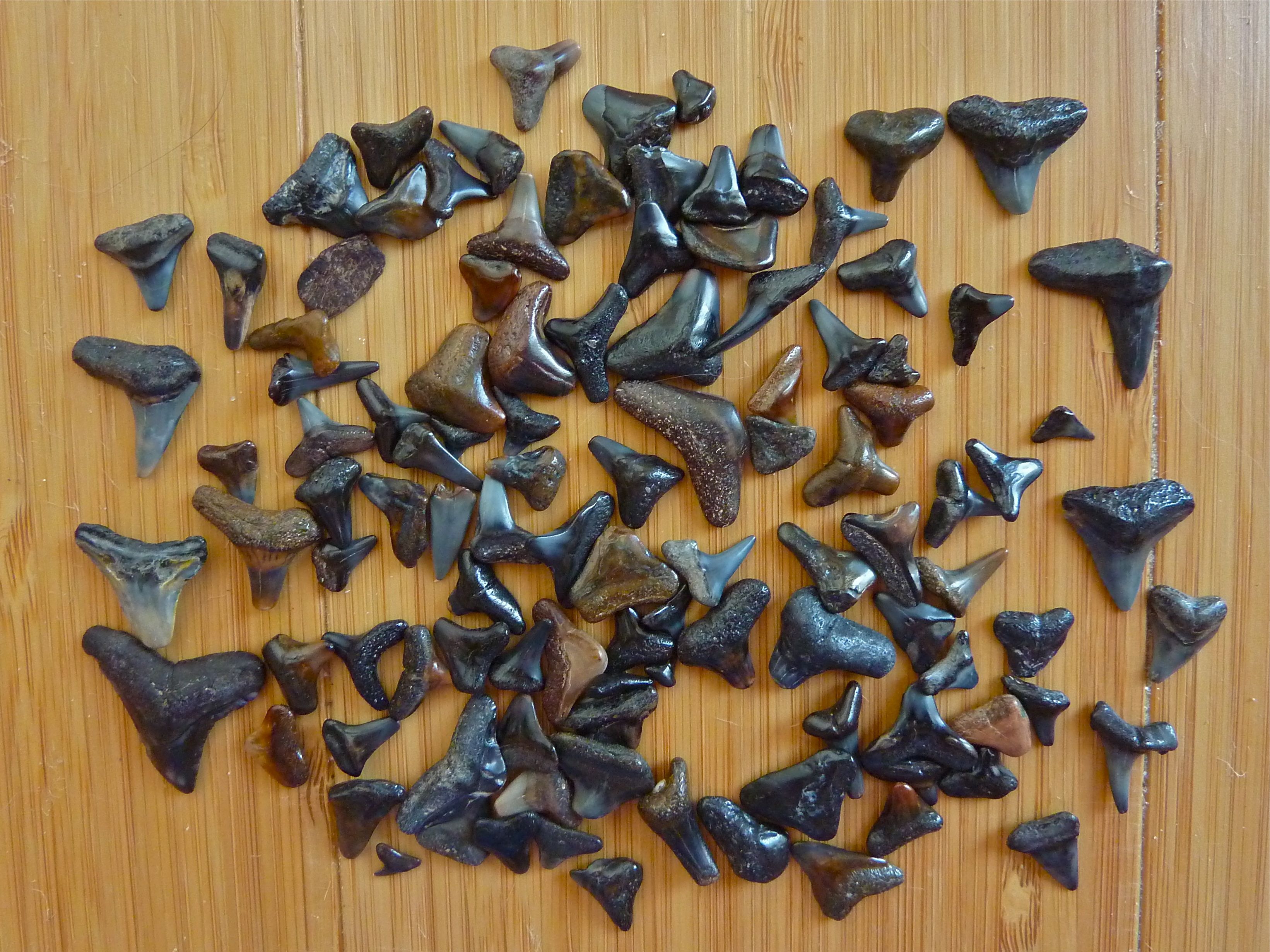 Shark’s Teeth Treasure | I Love Shelling