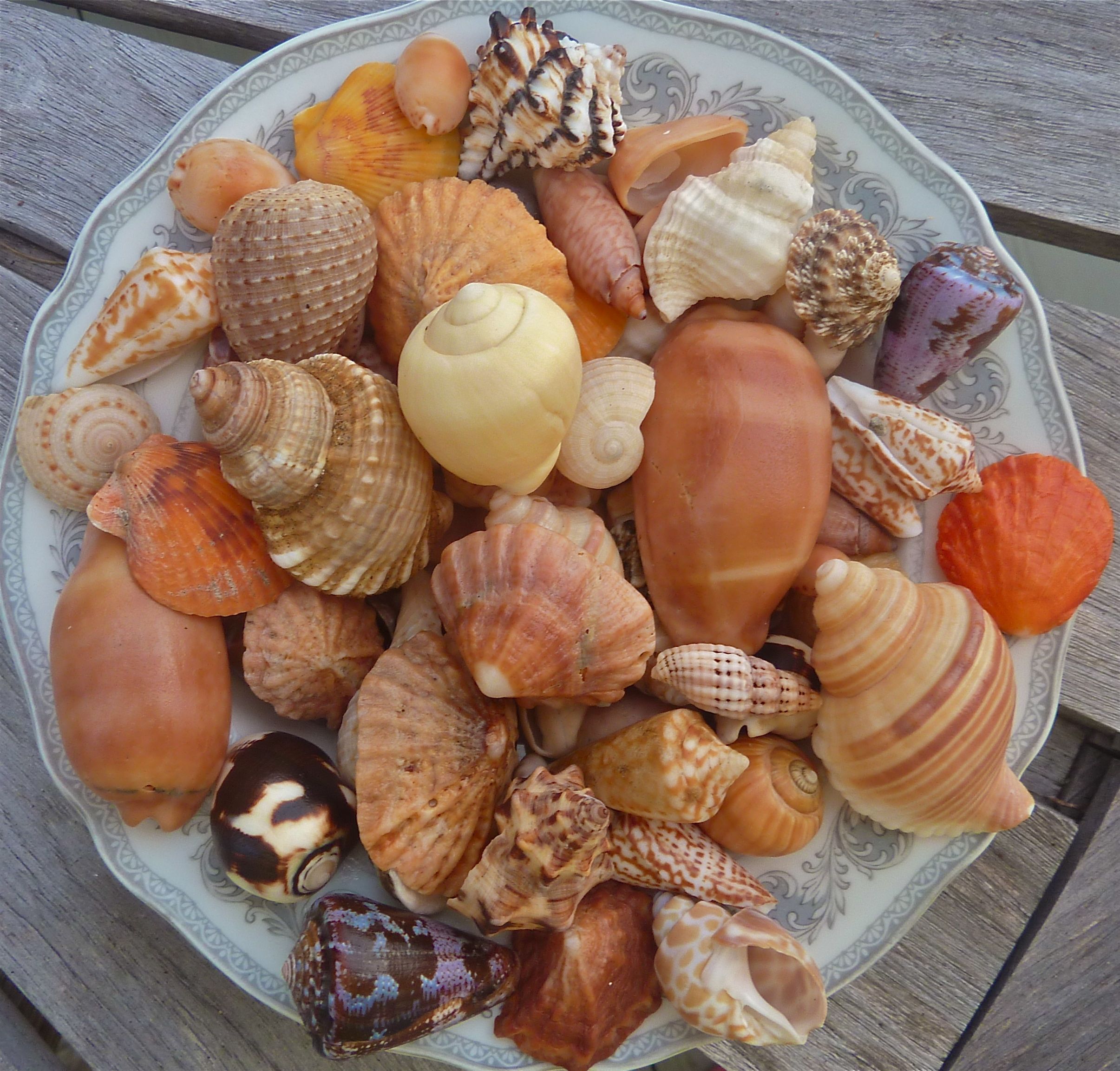 Seashells from Panama | I Love Shelling