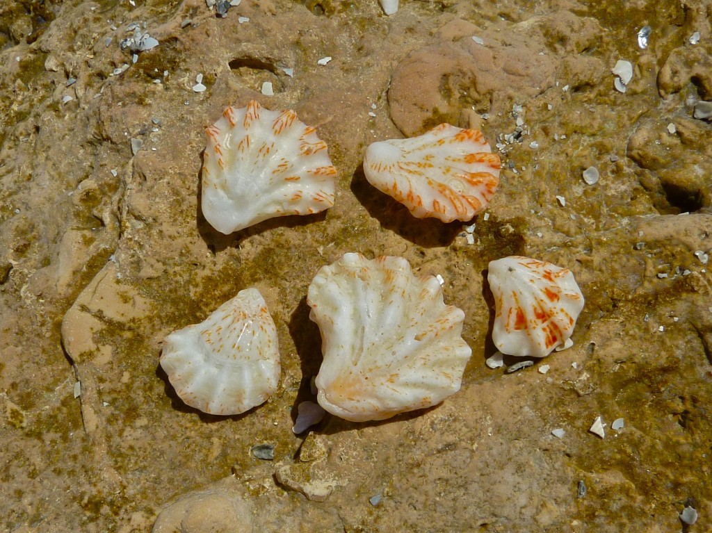 Shelling on South Seas Island Resort | I Love Shelling