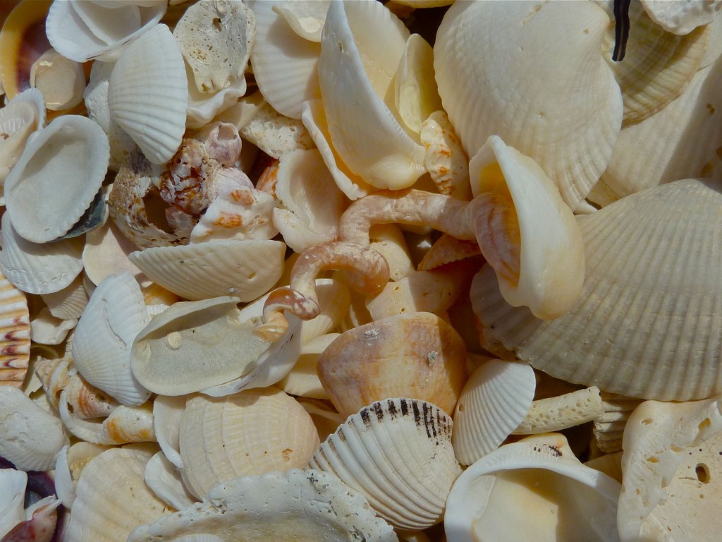 Shelling on South Seas Island Resort | I Love Shelling