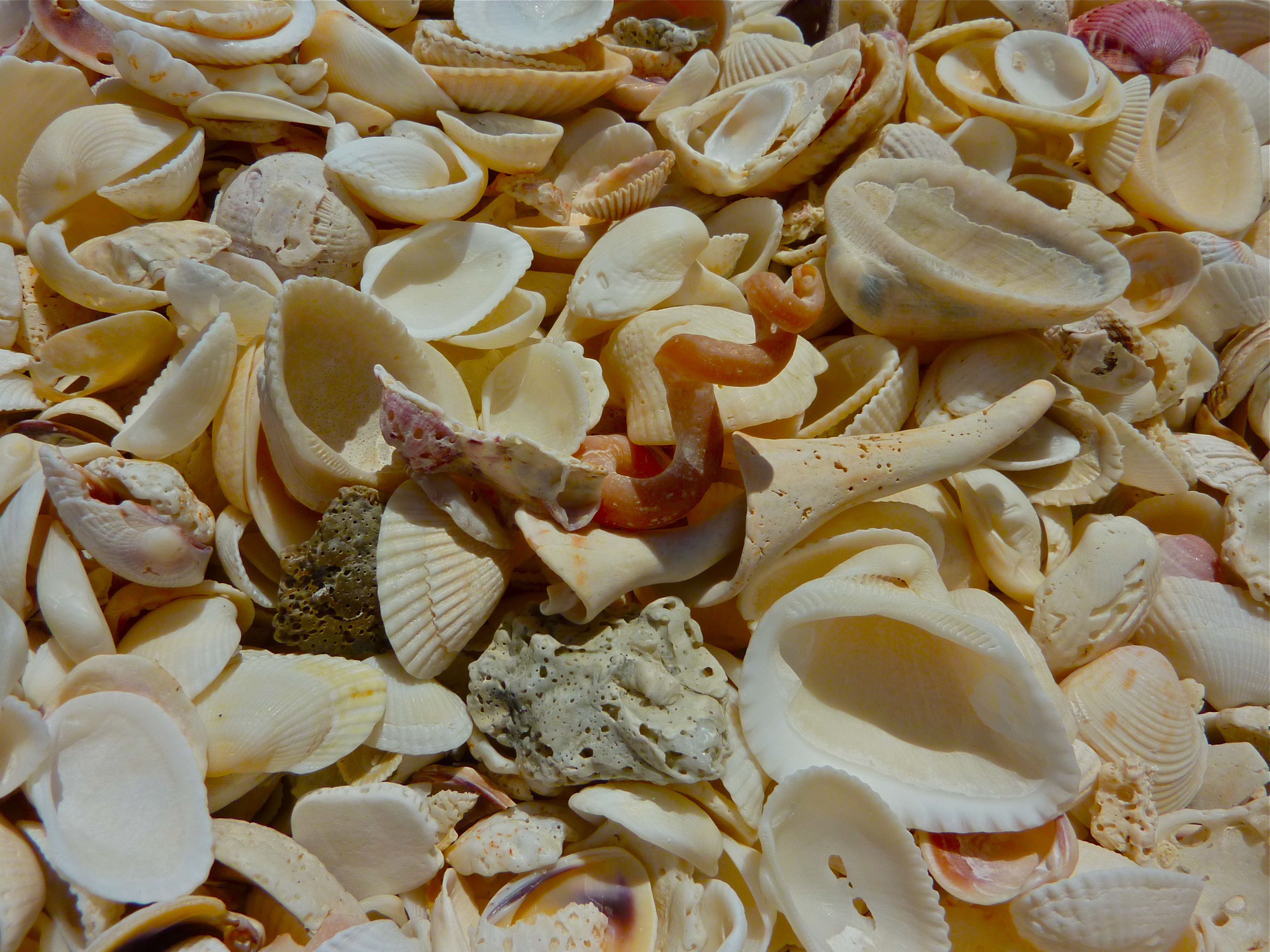 Shelling on South Seas Island Resort | I Love Shelling