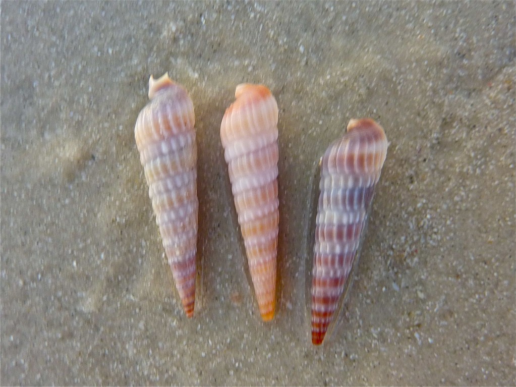 Auger Art | I Love Shelling