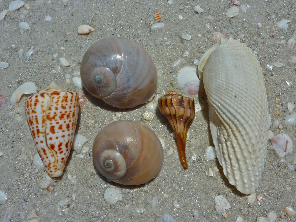 Another Huge Horse Conch, Angel Wing Too | I Love Shelling