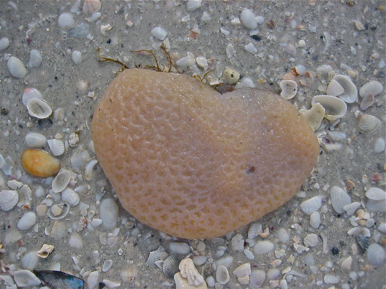 What is this Stuff on the Beach? | I Love Shelling
