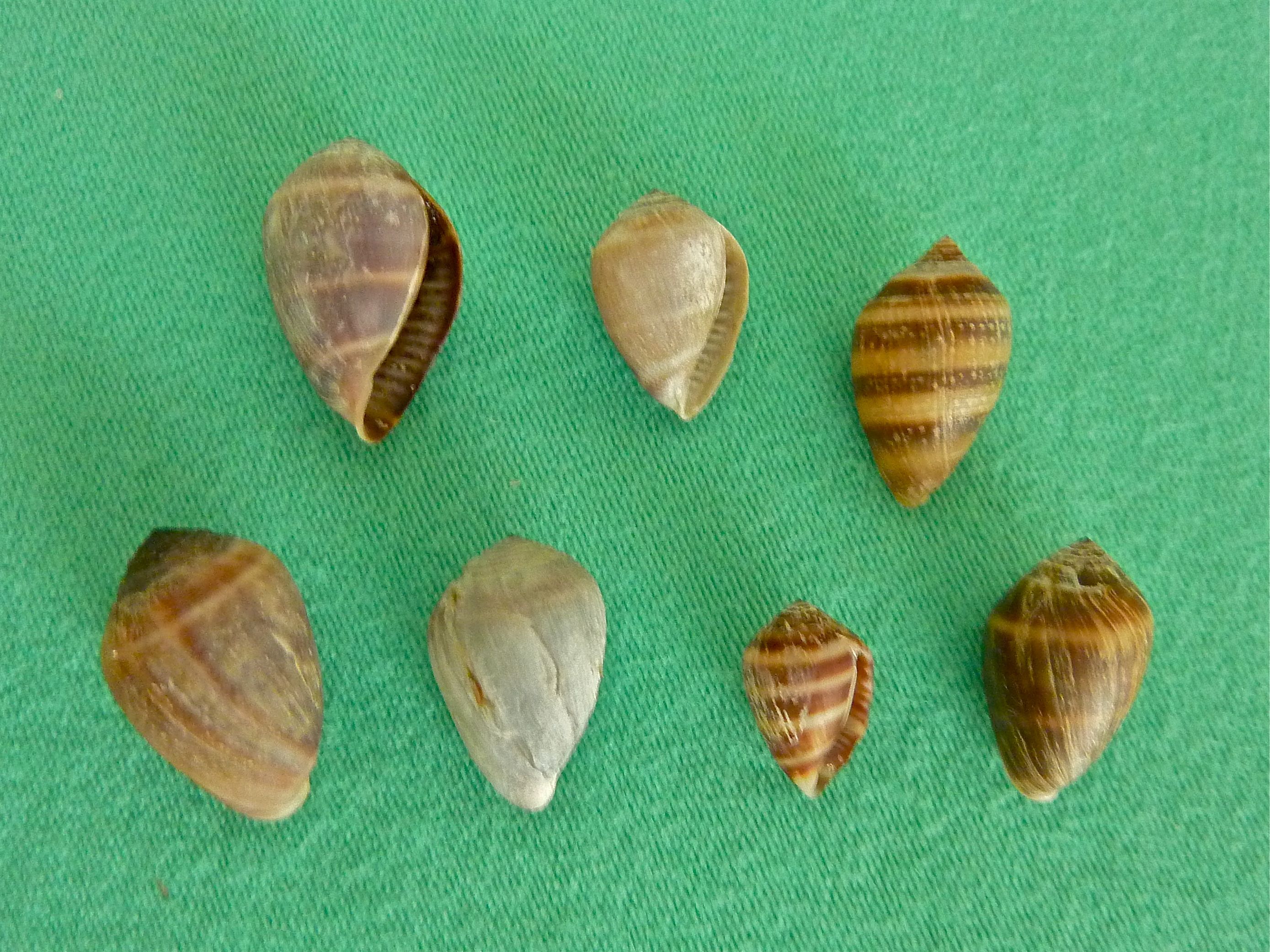 My Goodness Melampus | I Love Shelling